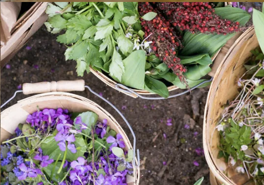 Foraging for Wild Foods Campus Walk CANCELED DUE TO HURRICANE HELENE ...