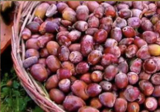 Foraging for Wild Foods Campus Walk CANCELED DUE TO HURRICANE HELENE ...
